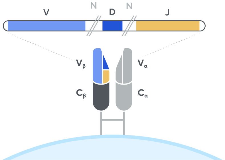 TCR and BCR Sequencing Services - Adaptive Biotech