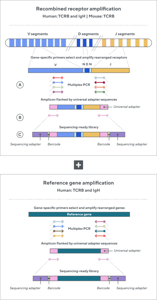 TCR and BCR Sequencing Services - Adaptive Biotech